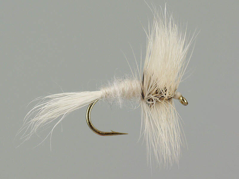 White Wulff